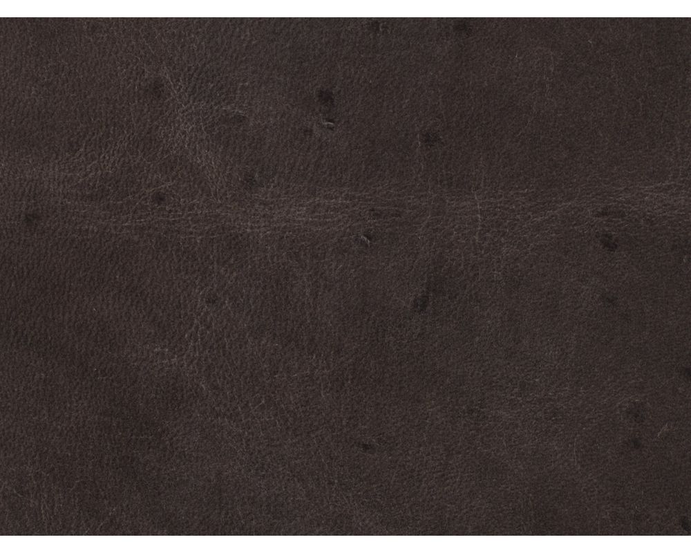 Maya Leather Wing Club Chair (Dark Brown) In stock | Sofas and Sectionals